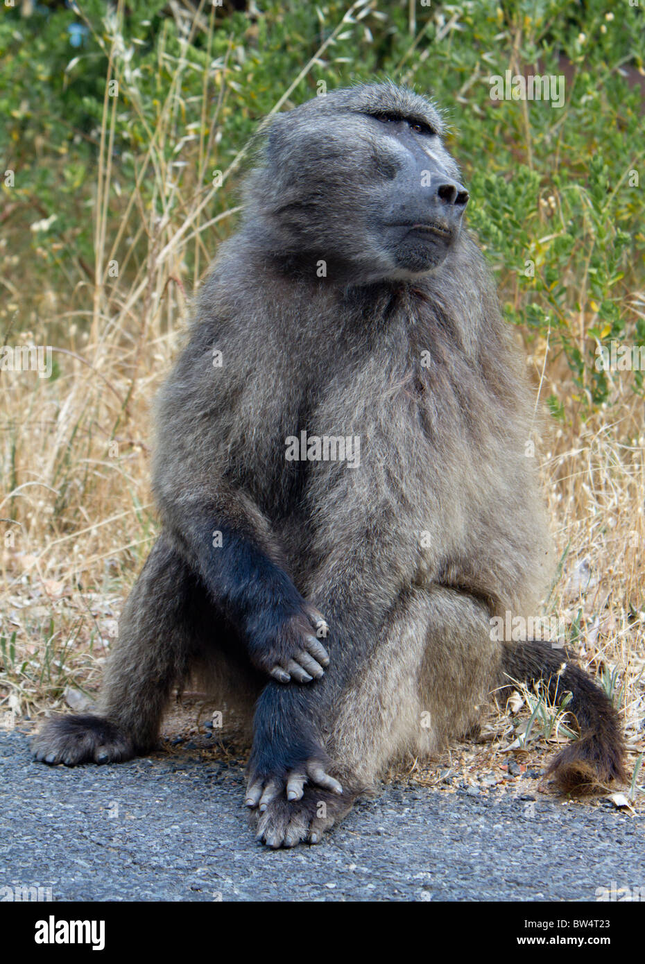 Chacma baboon at the Cape national park, Cape Town, South Africa Stock ...