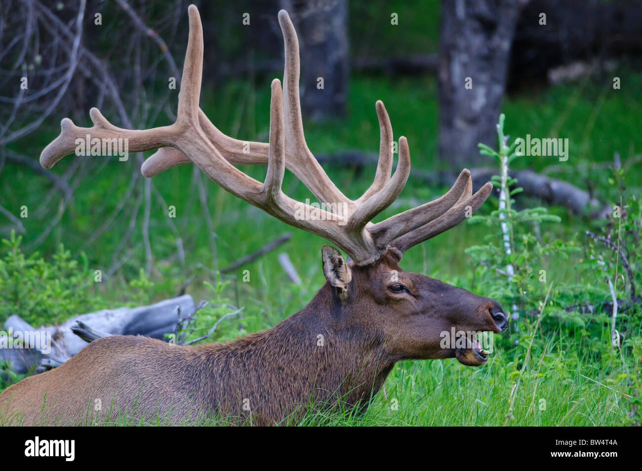Elk in Banff National Park Stock Photo - Alamy