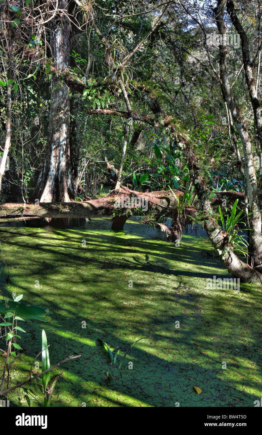 Corkscrew Swamp, Florida Stock Photo - Alamy