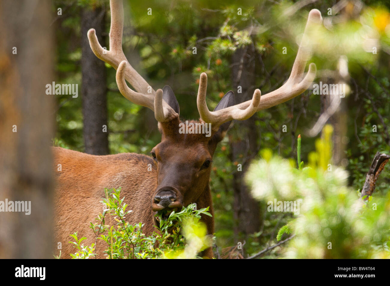 Elk in Banff National Park Stock Photo - Alamy