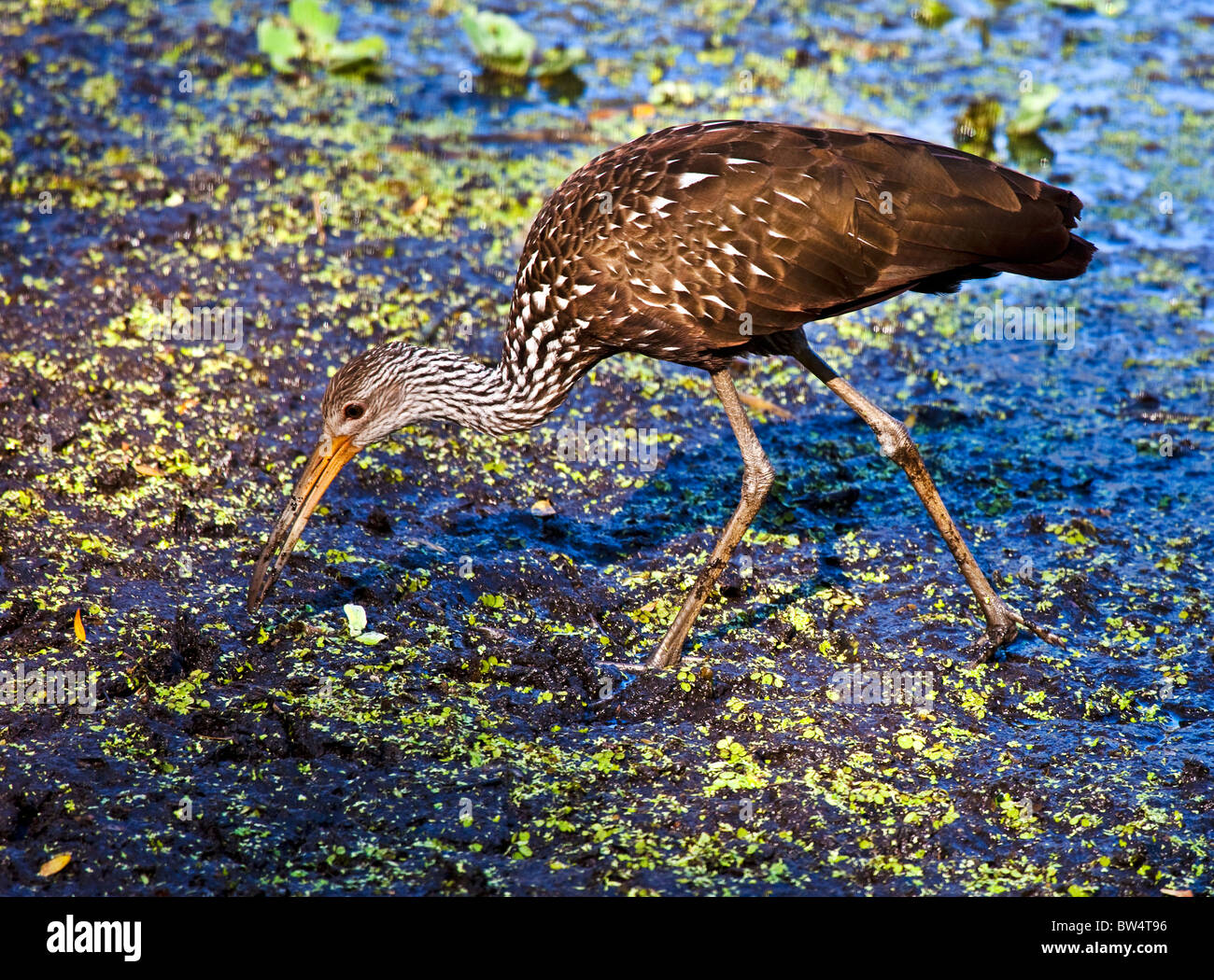 Limpkins aramus guarauna hi-res stock photography and images - Alamy