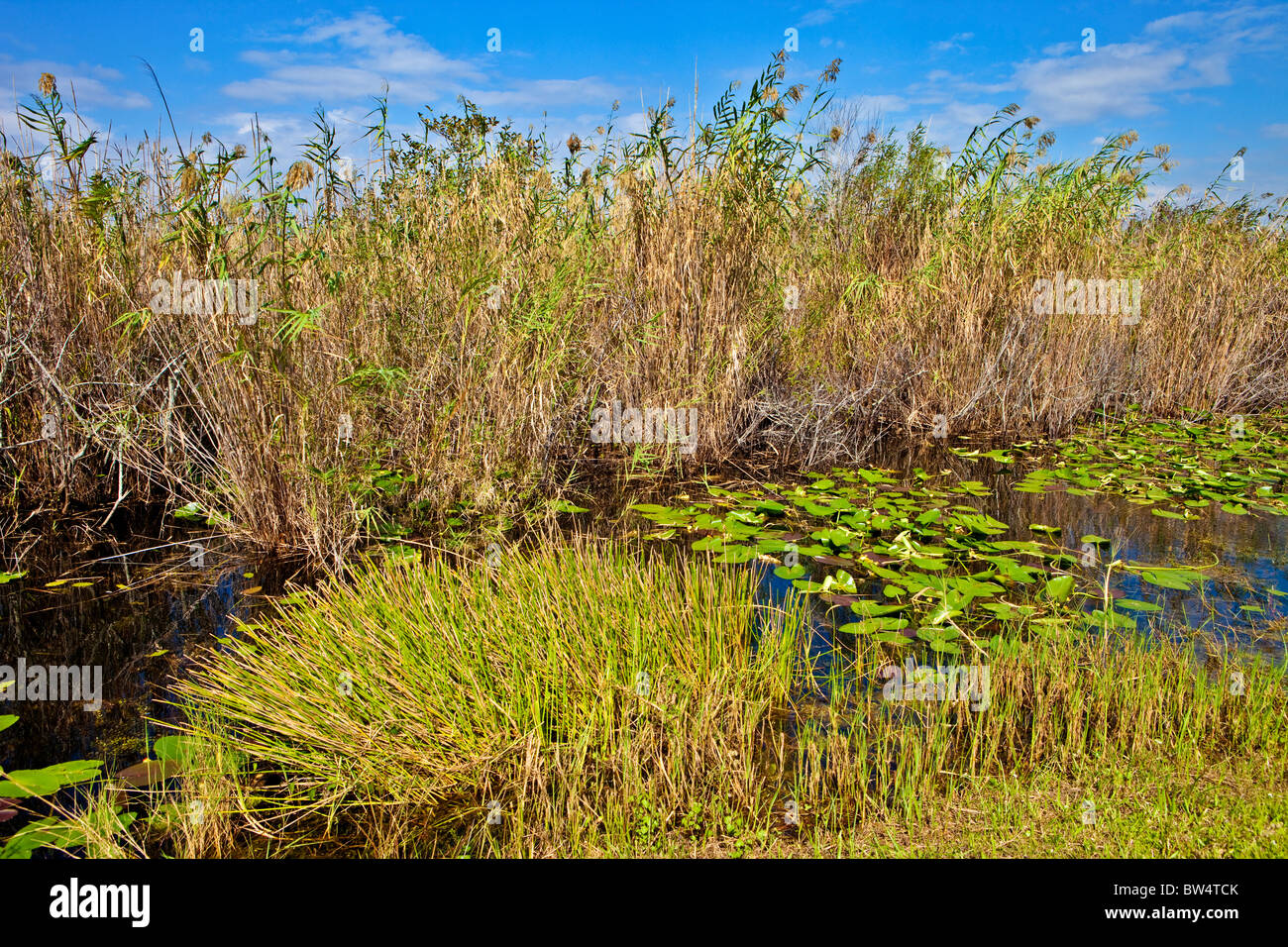 Reeds and Waterlilies, Everglades National Park, Florida, USA Stock ...