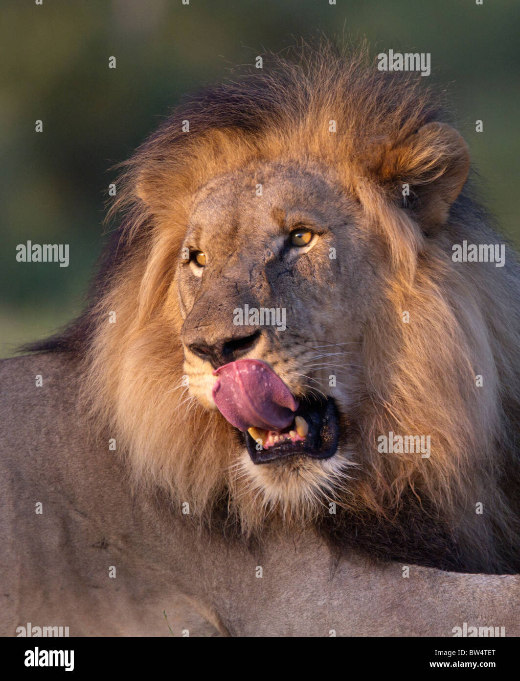 Lion tongues hi-res stock photography and images - Alamy