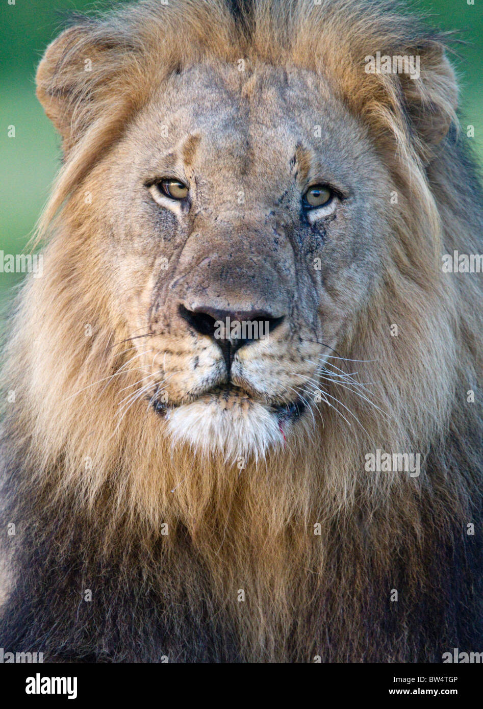 Lion (Panthera leo) resting majestically in the evening light Stock ...