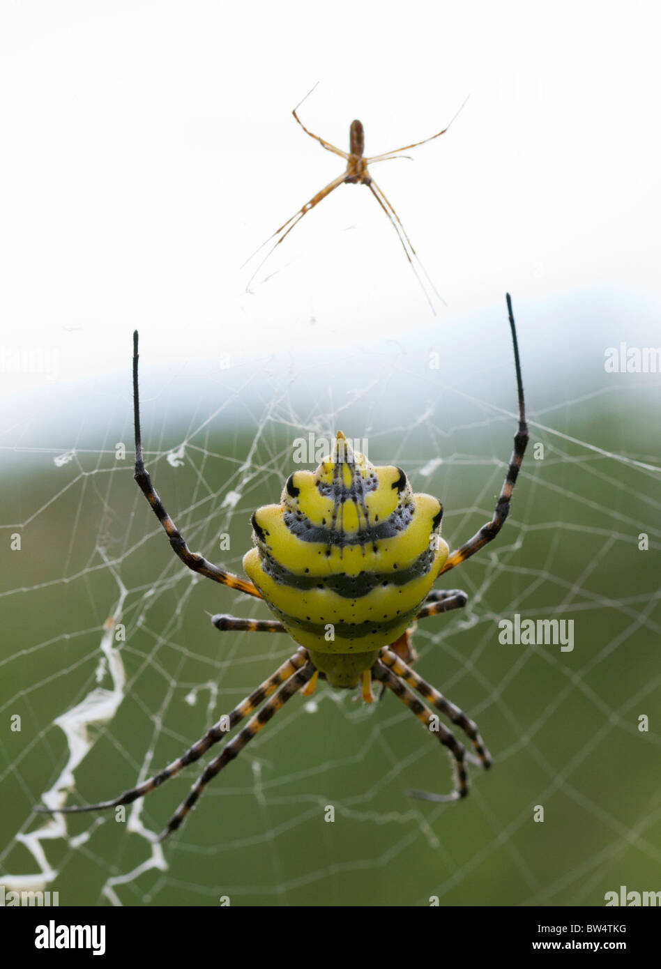 Orb-web spider (Argiope australis) female and (much smaller) male Stock ...
