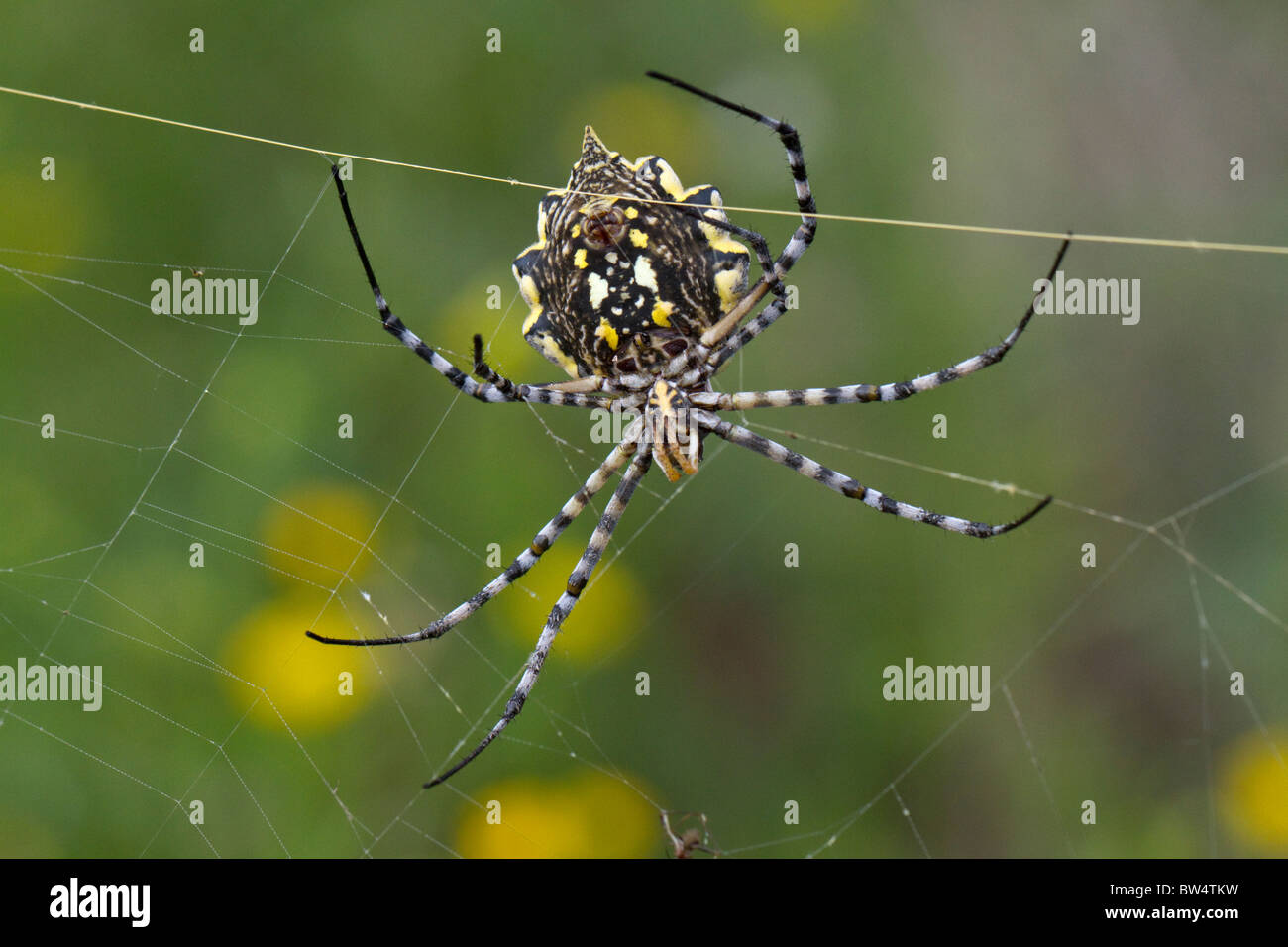 Orb web spider hi-res stock photography and images - Alamy