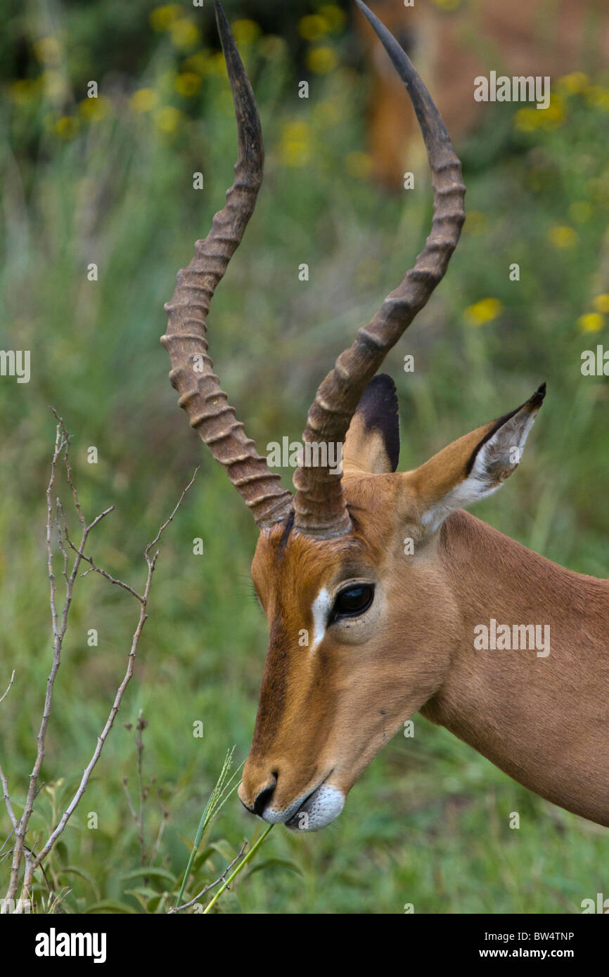 Profile of impala hi-res stock photography and images - Alamy