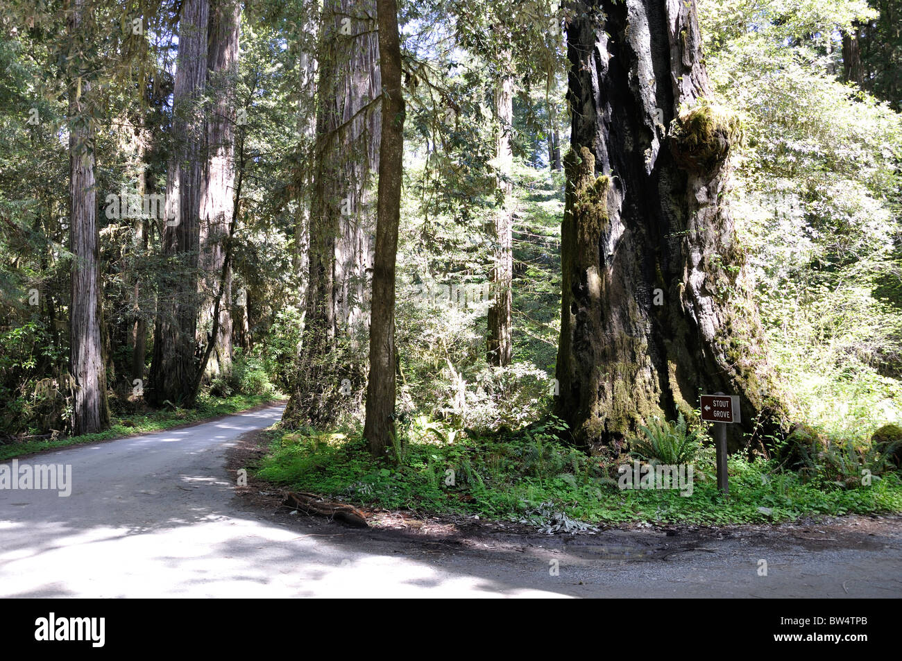 Redwoods National Park, California, USA Stock Photo - Alamy
