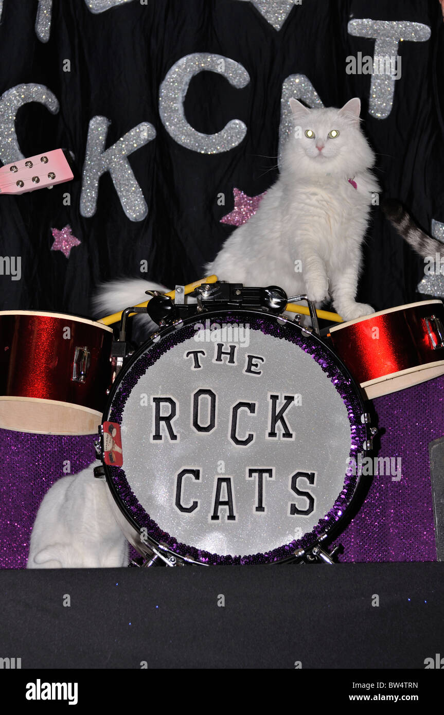 Cats playing instruments hi-res stock photography and images - Alamy