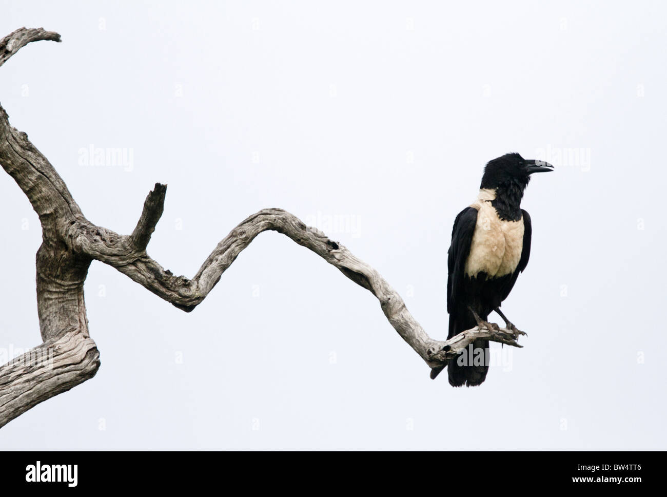 African pied crow (Corvus albus) waiting on a dead branch for a lion to ...