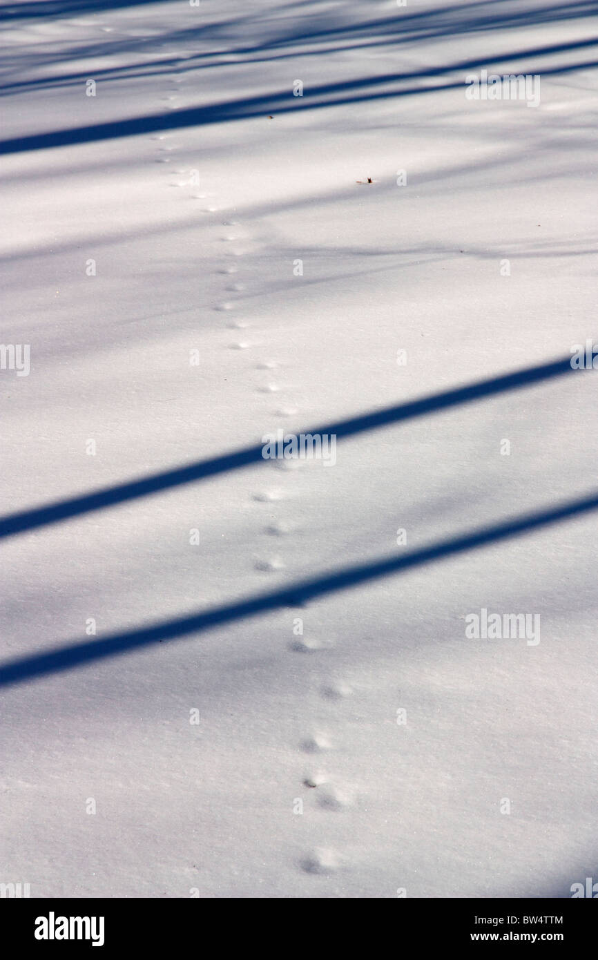 Fox tracks in snow High Resolution Stock Photography and Images - Alamy