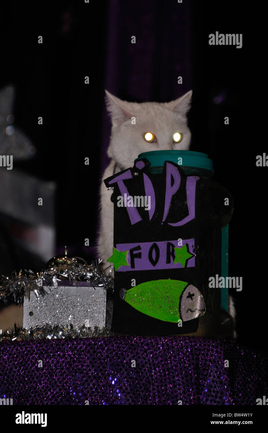 Cat ringing bell show Stock Photo - Alamy