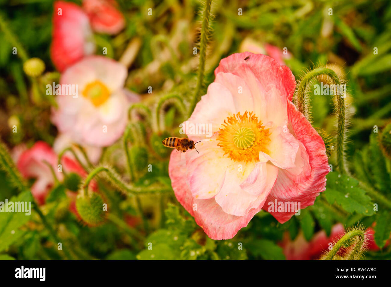 It's Spring and the bees are busy Stock Photo - Alamy