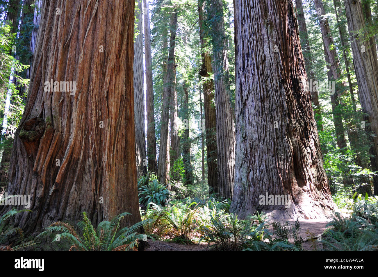 Redwoods National Park, California, USA Stock Photo - Alamy