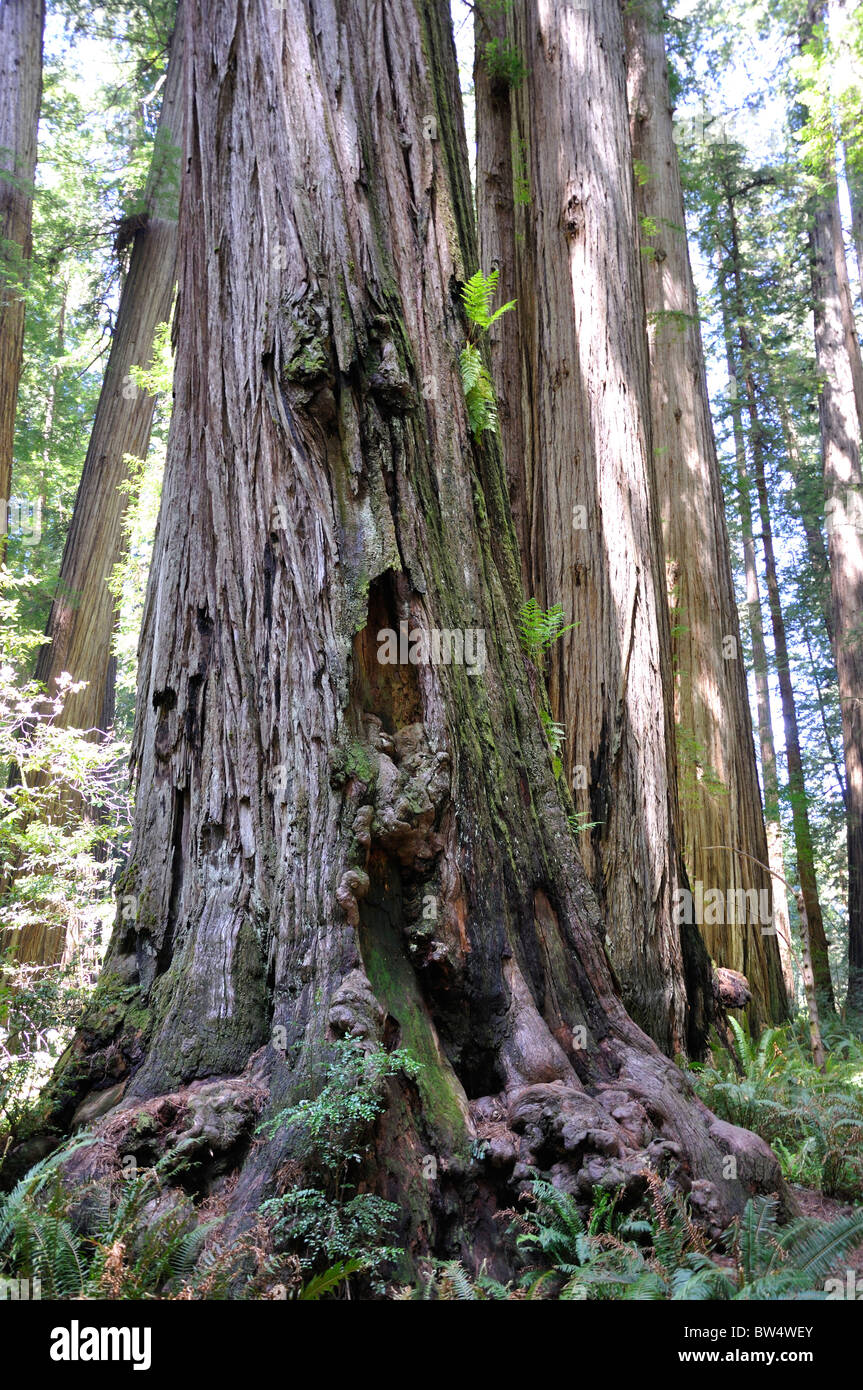 Redwoods National Park, California, USA Stock Photo - Alamy