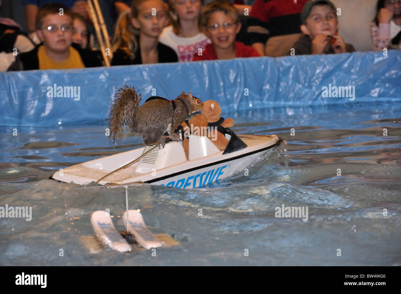Twiggy the water skiing squirrel Stock Photo - Alamy