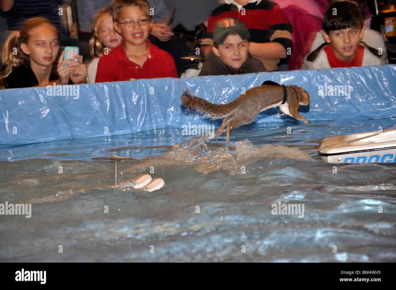 Twiggy the water skiing squirrel Stock Photo - Alamy