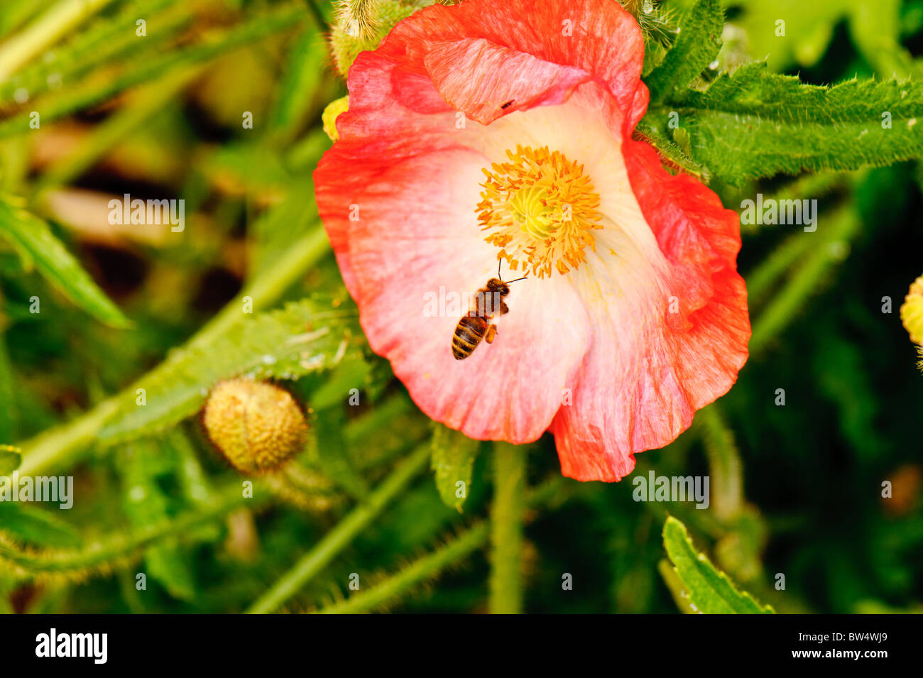 It's Spring and the bees are busy Stock Photo - Alamy