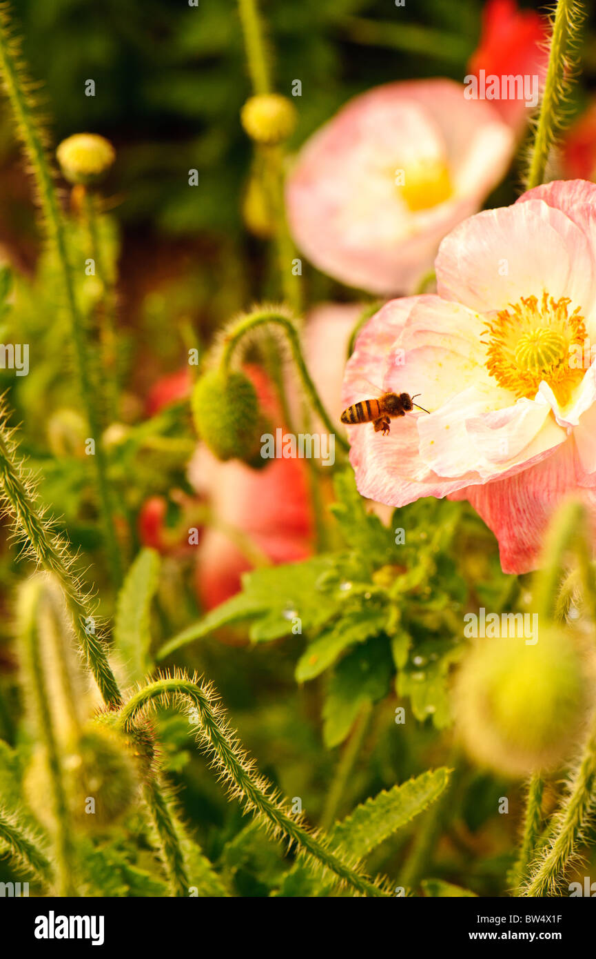 It's Spring and the bees are busy Stock Photo - Alamy