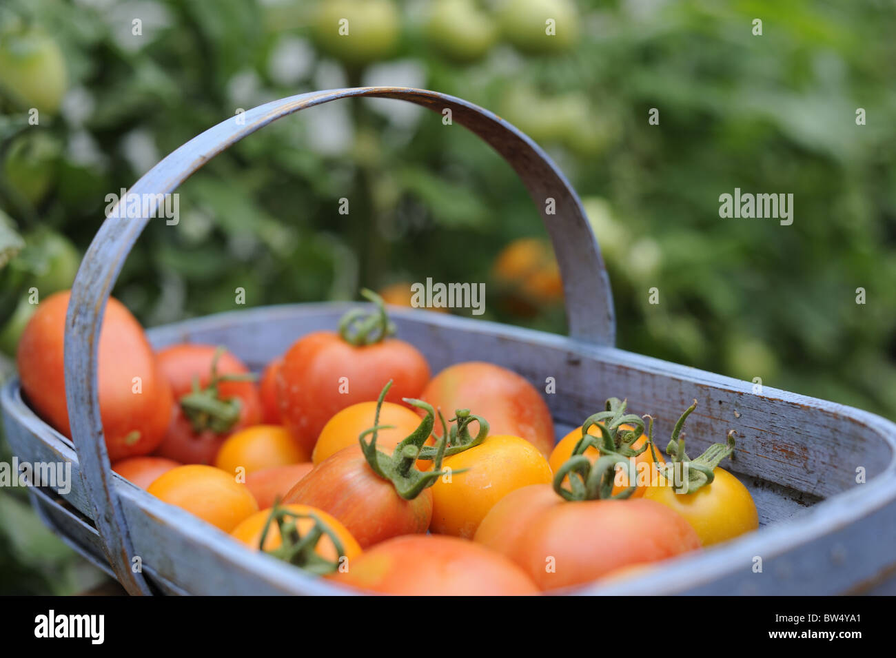 VARIOUS VARIETIES OF FRESHLY HARVESTED HOME GROWN GREENHOUSE TOMATOES ...