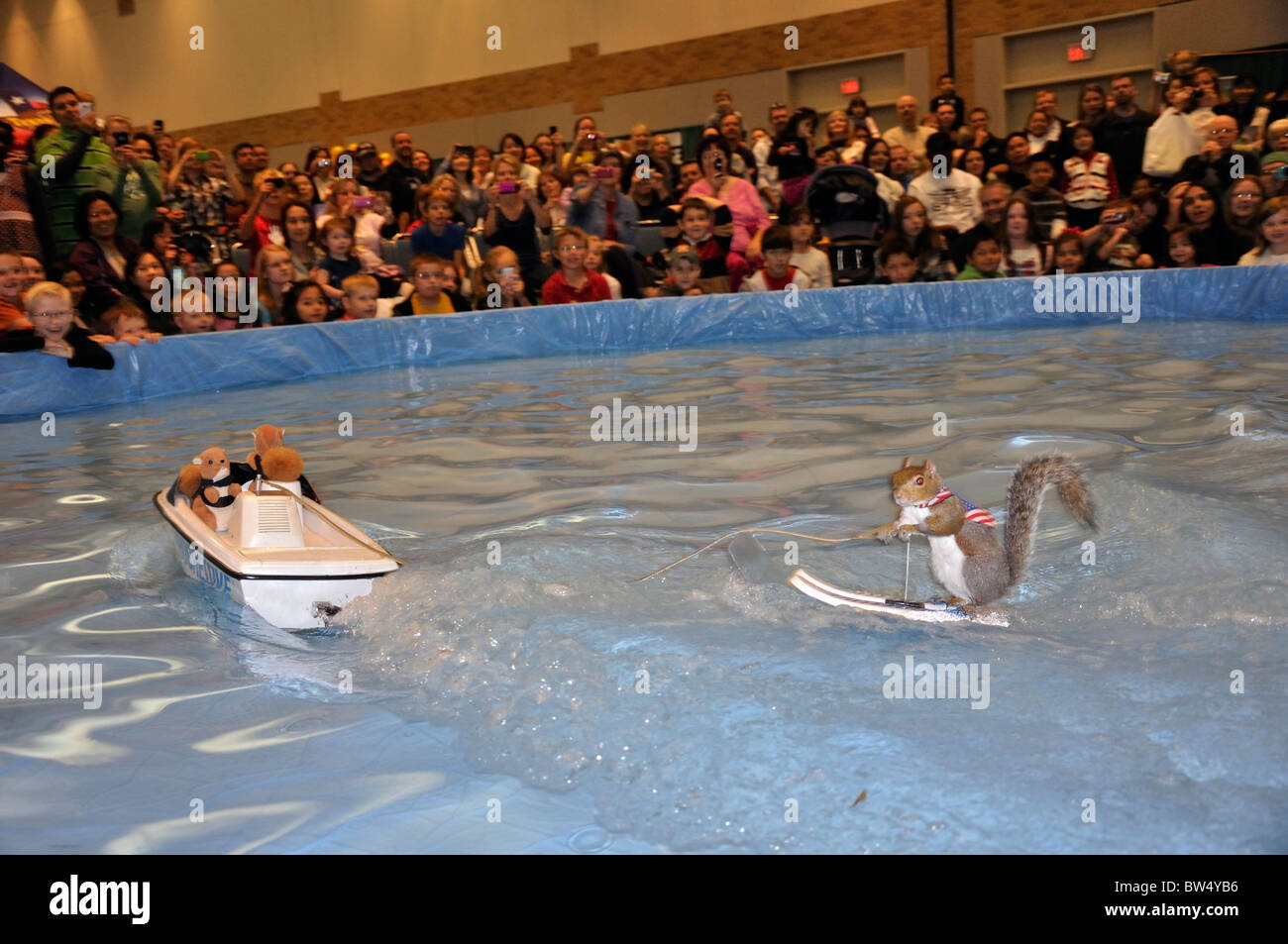 Twiggy the water skiing squirrel Stock Photo - Alamy