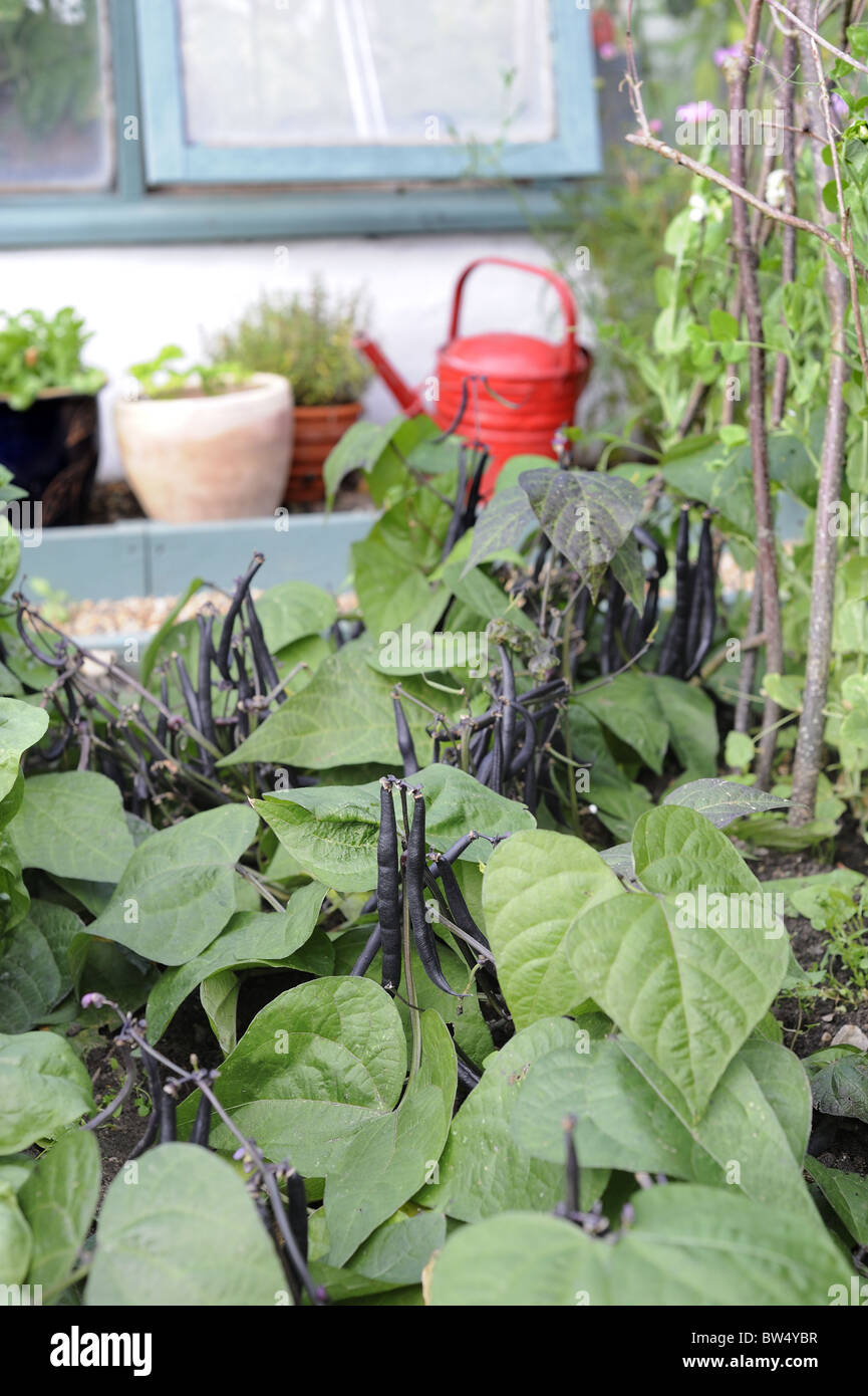 DWARF FRENCH BEANS, PURPLE TEEPEE, GROWING ON SMALL RAISED BED WITH ...
