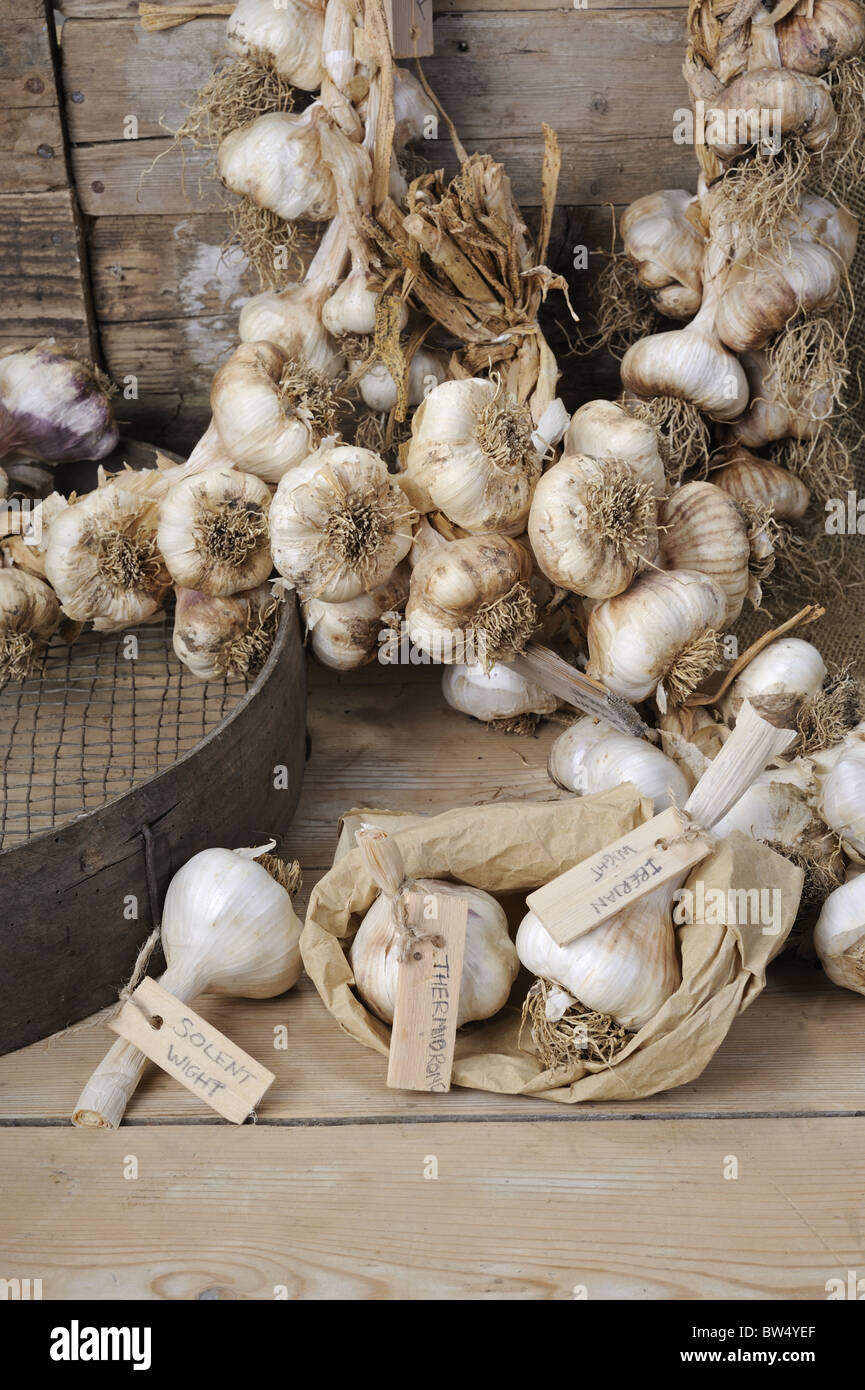 GARLIC, VARIOUS VARIETIES, LABELLED FOR NEXT YEARS SEED STOCK, NORFOLK ...