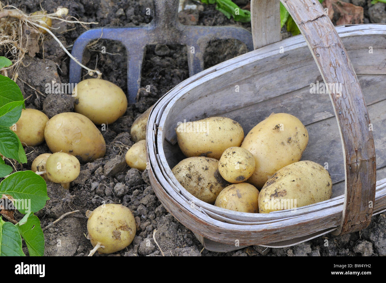 Winston potatoes hi-res stock photography and images - Alamy