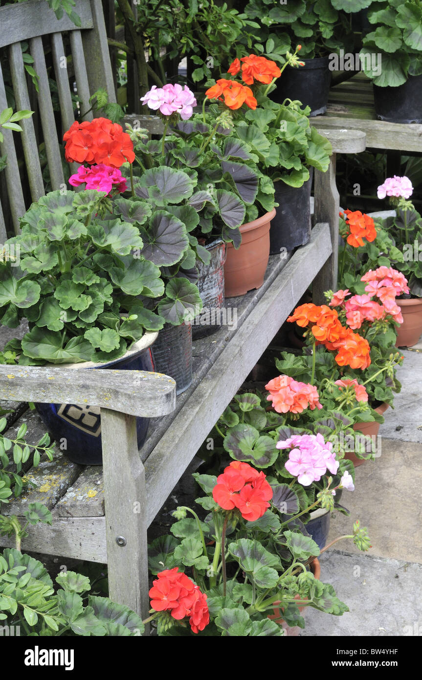 POTS OF GARDEN GERANIUMS, IN FLOWER AND ON DISPLAY ON GARDEN BENCH ...