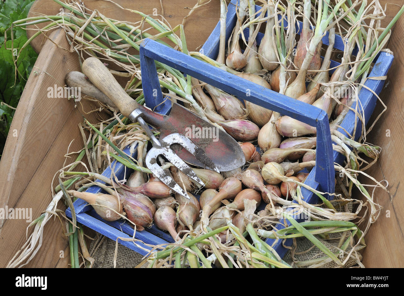 WOODEN WHEELBARROW IN POTAGER GARDEN WITH HARVESTED SHALLOTS IN BLUE ...