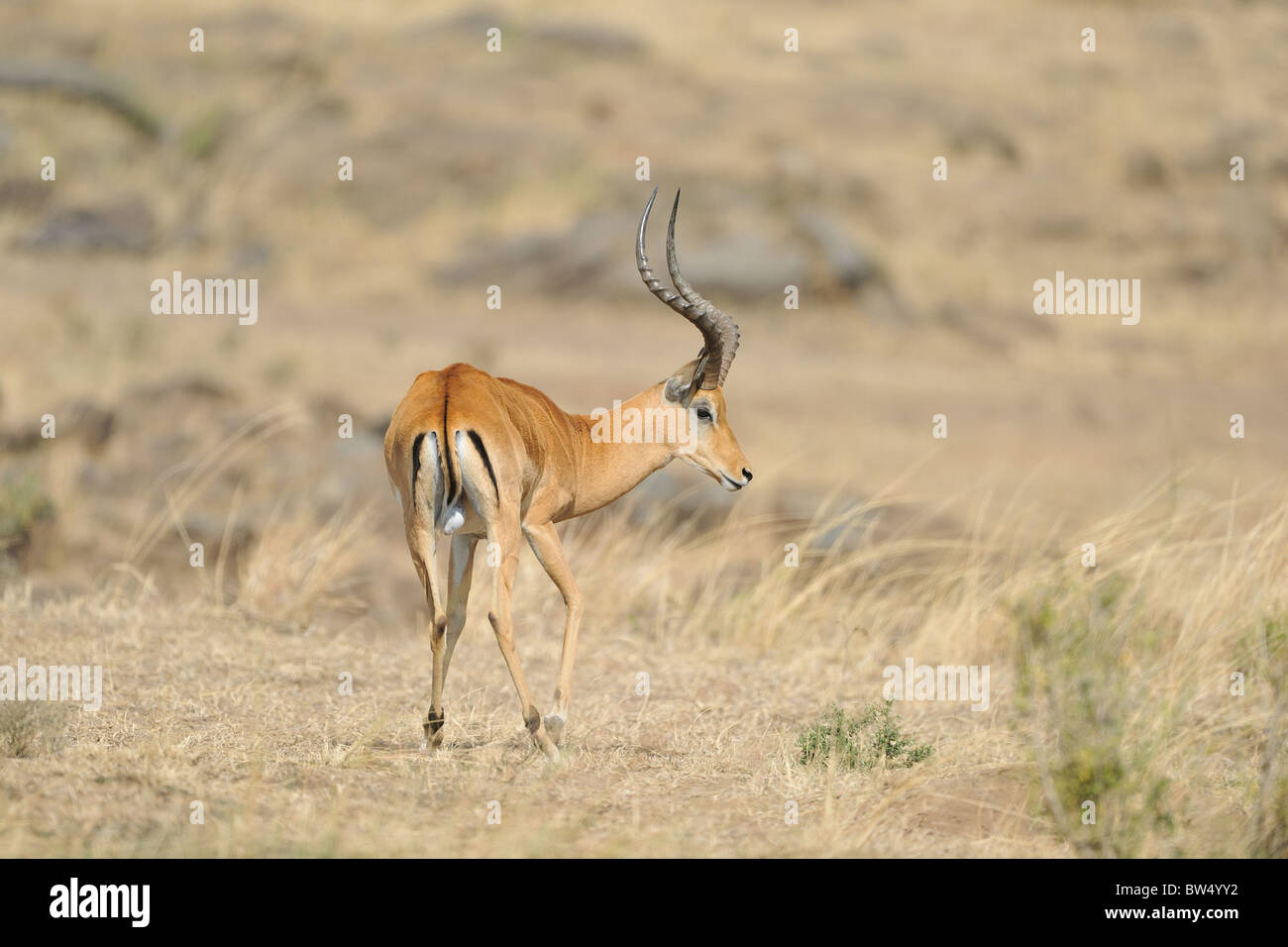 Impala (Aepyceros melampus melampus) male - Maasai Mara NP - Kenya ...