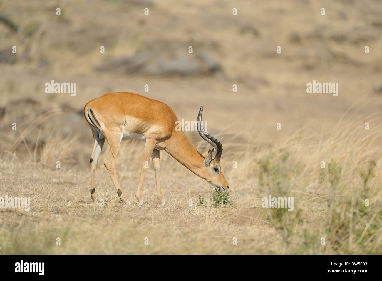 Impala (Aepyceros melampus melampus) male grazing - Maasai Mara NP ...