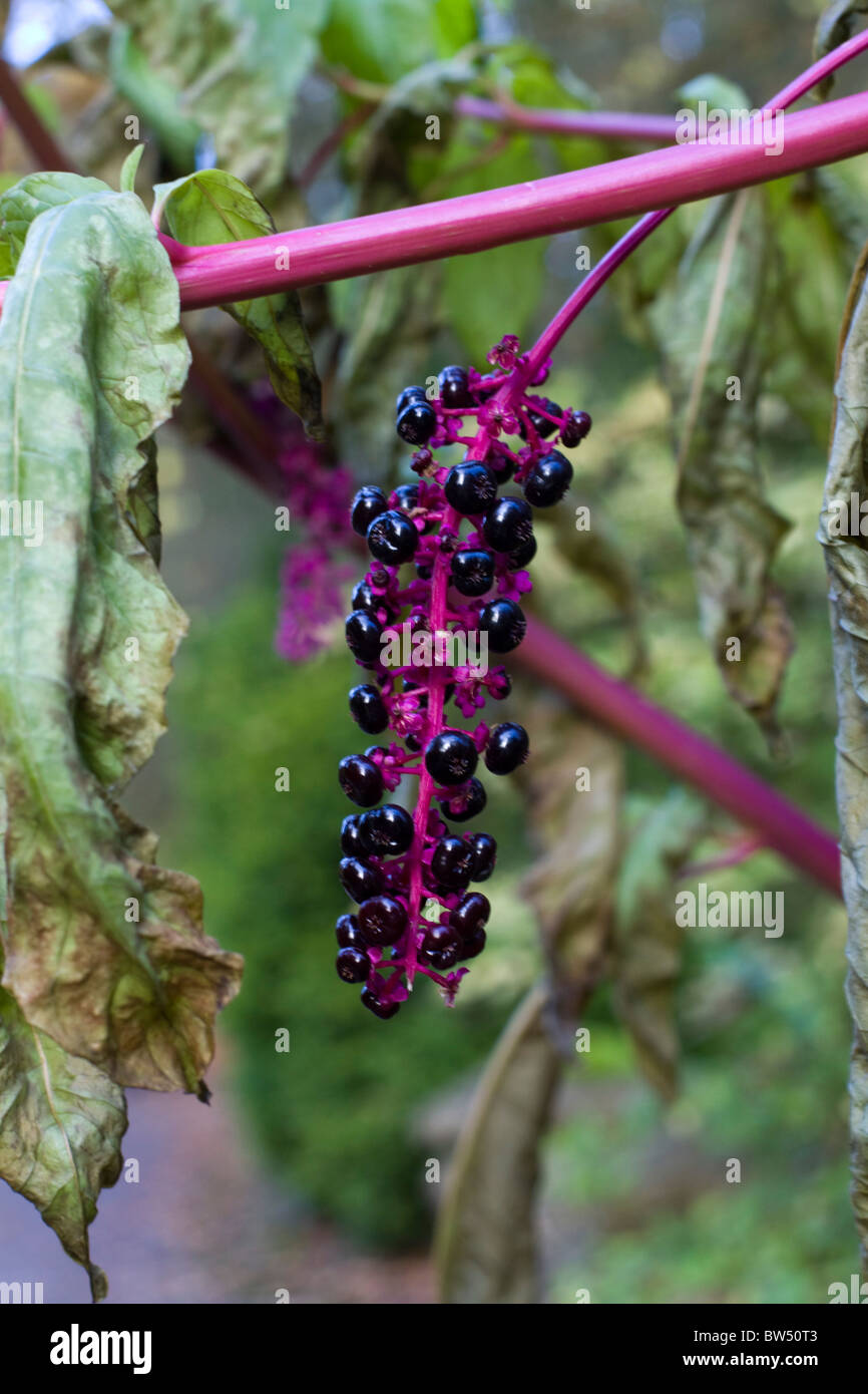 Colorful dark purple Pokeweed Berries Stock Photo - Alamy
