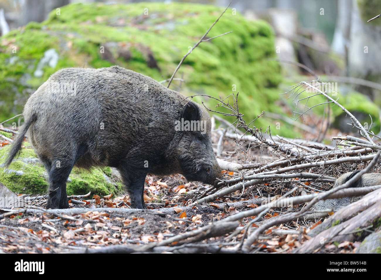 Wild boar (Sus scrofa) male Stock Photo - Alamy