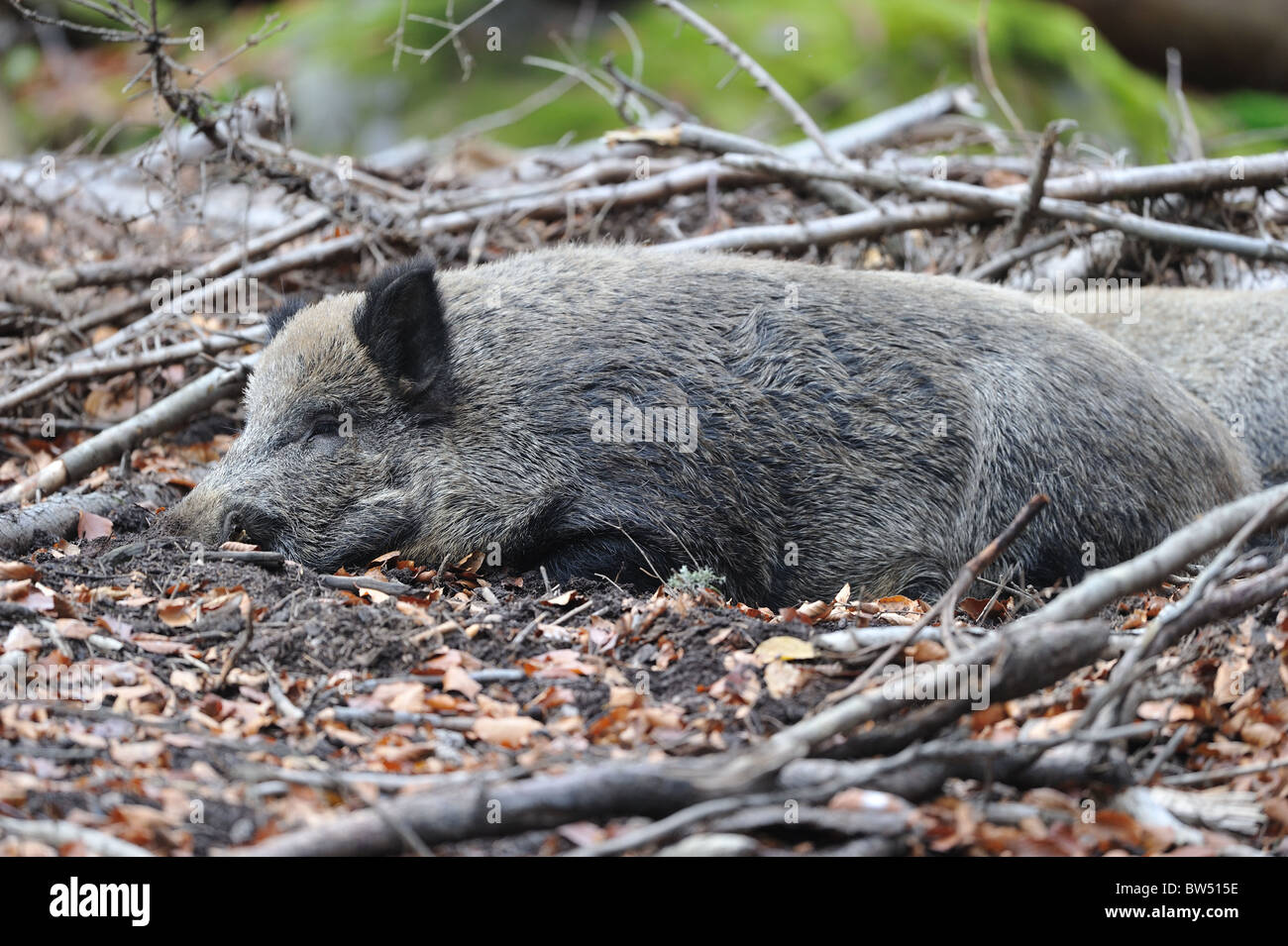 Wild boar (Sus scrofa) male sleeping Stock Photo - Alamy