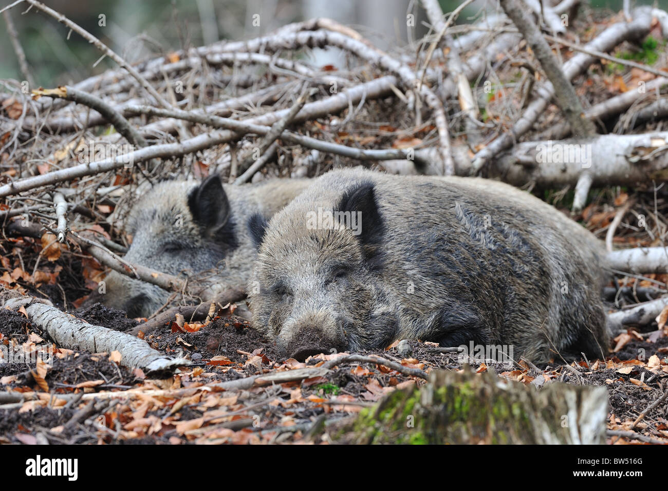 Wild boar (Sus scrofa) males sleeping Stock Photo - Alamy