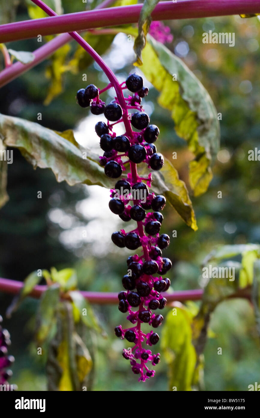 Colorful dark purple Pokeweed Berries Stock Photo - Alamy