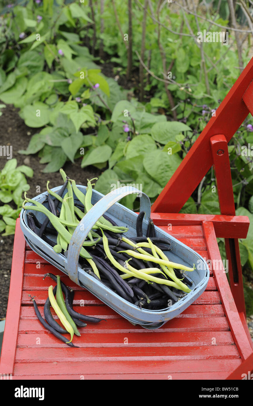 Purple Runner Beans Stock Photos & Purple Runner Beans Stock Images - Alamy