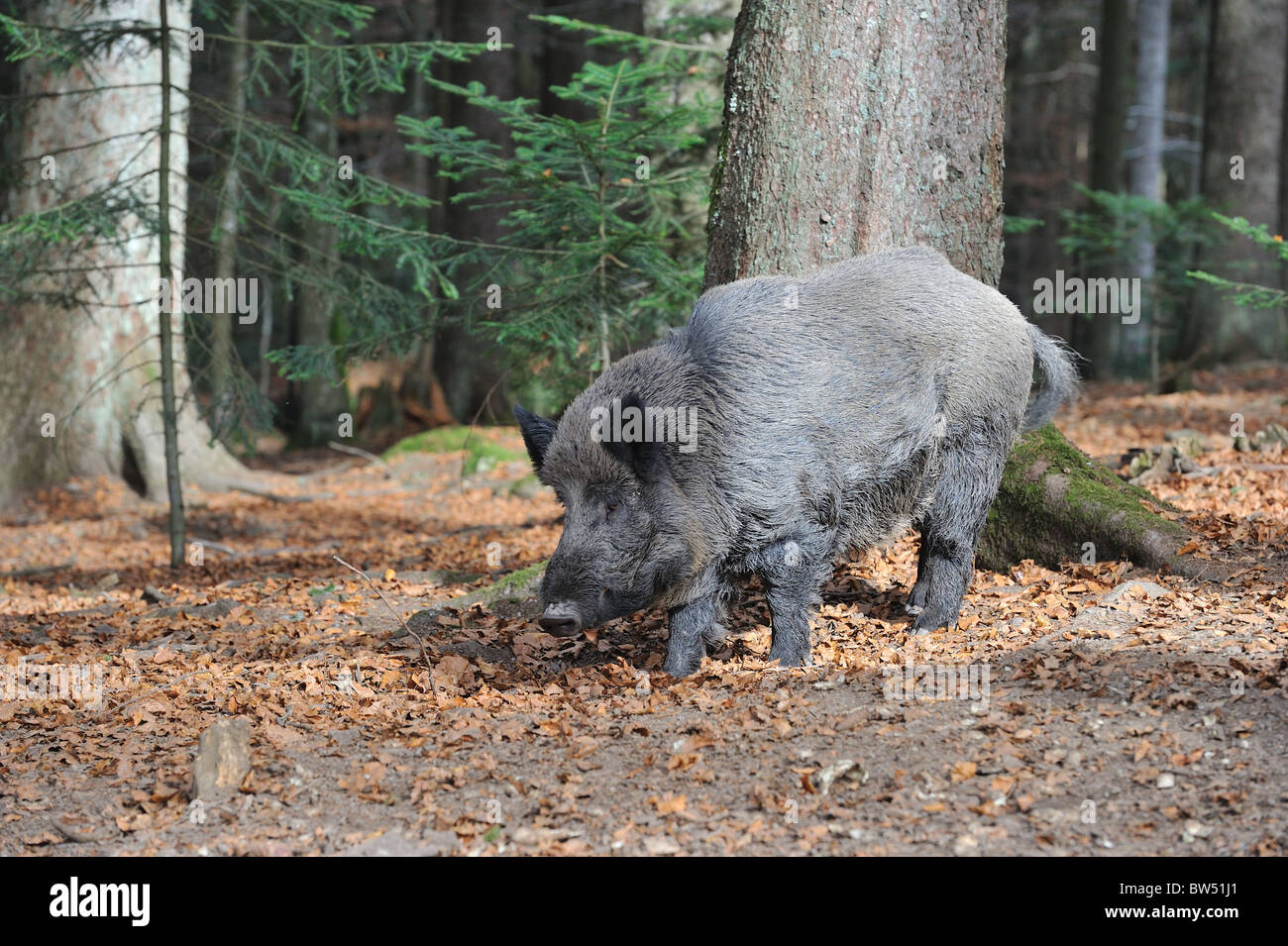 Wild boar (Sus scrofa) big old male Stock Photo - Alamy