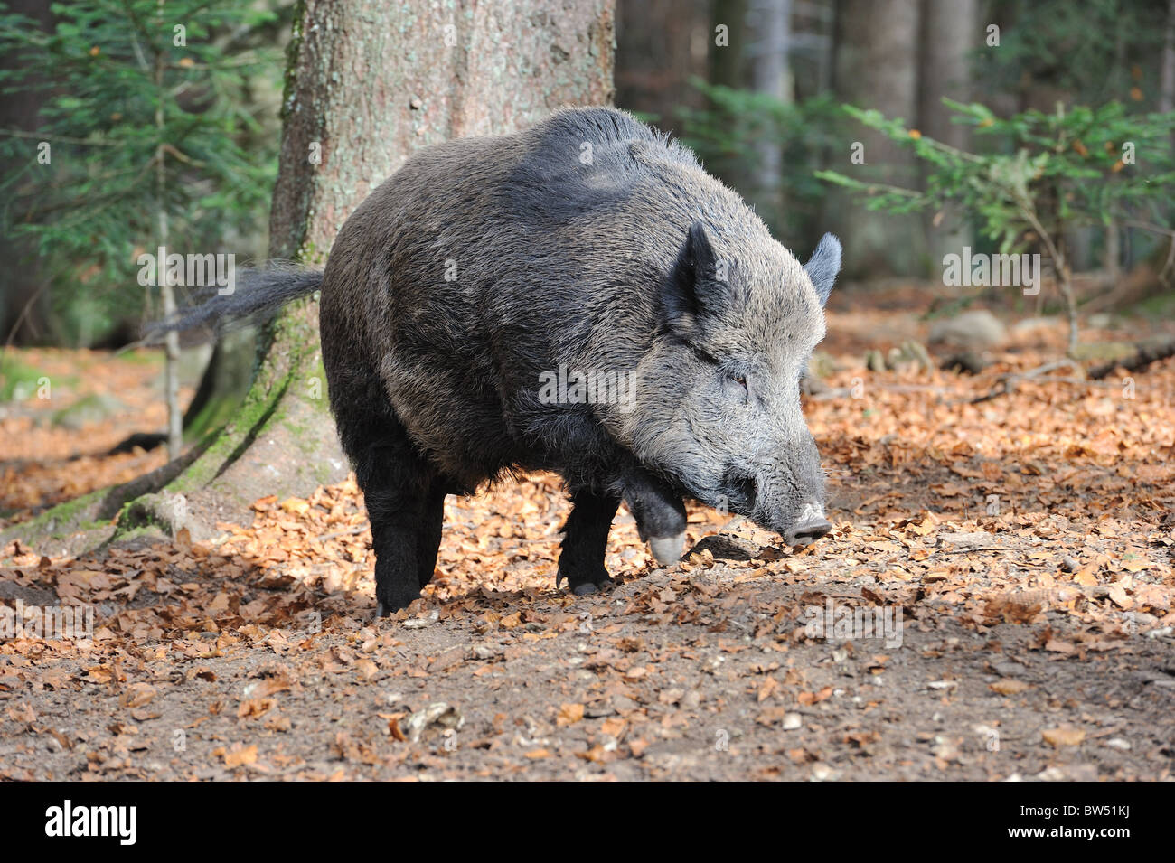 Wild boar (Sus scrofa) big old male Stock Photo - Alamy