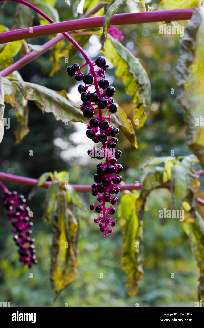 Purple pokeweed hi-res stock photography and images - Alamy
