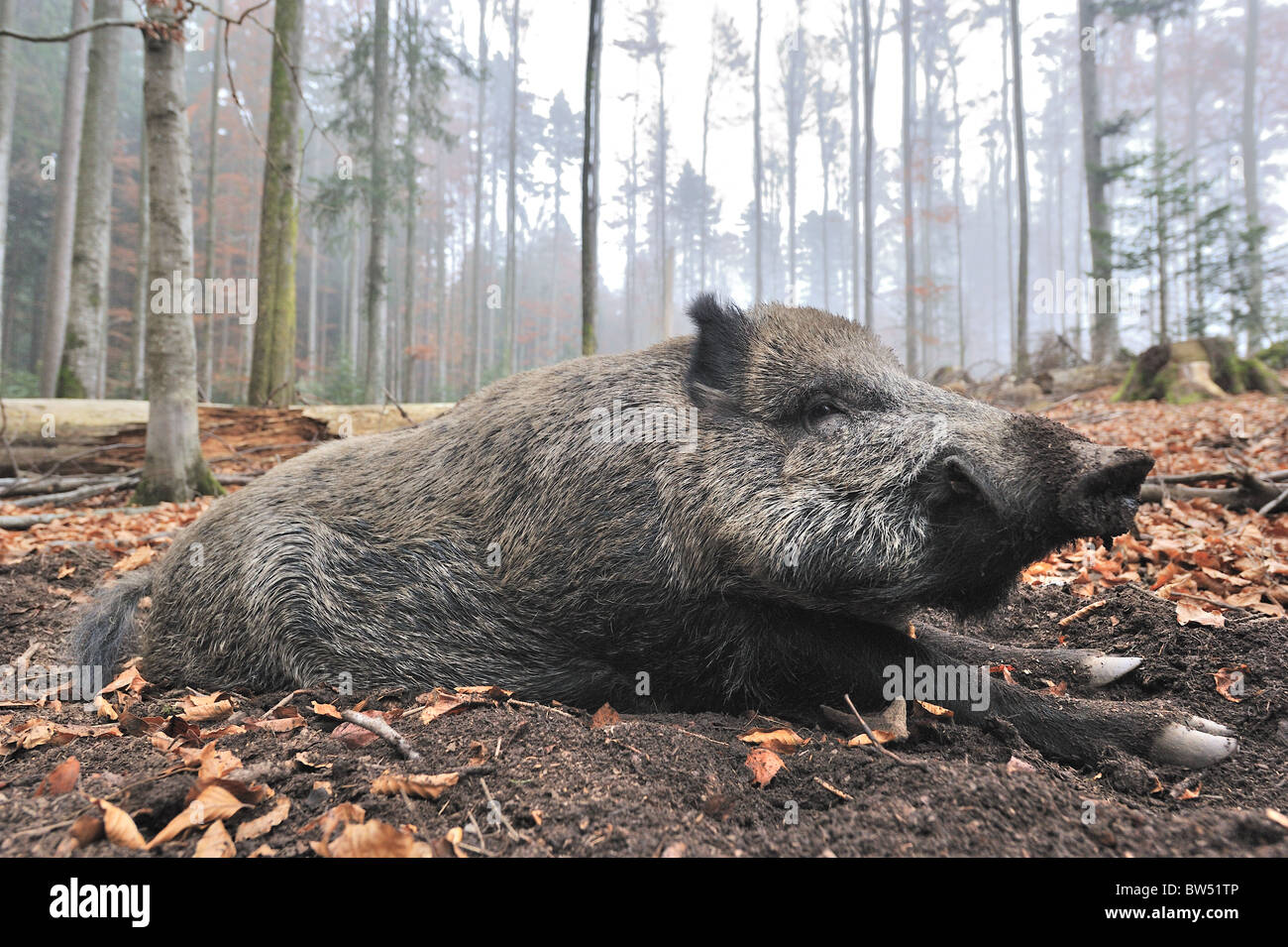Wild boar (Sus scrofa) big old male laying on the ground Stock Photo ...