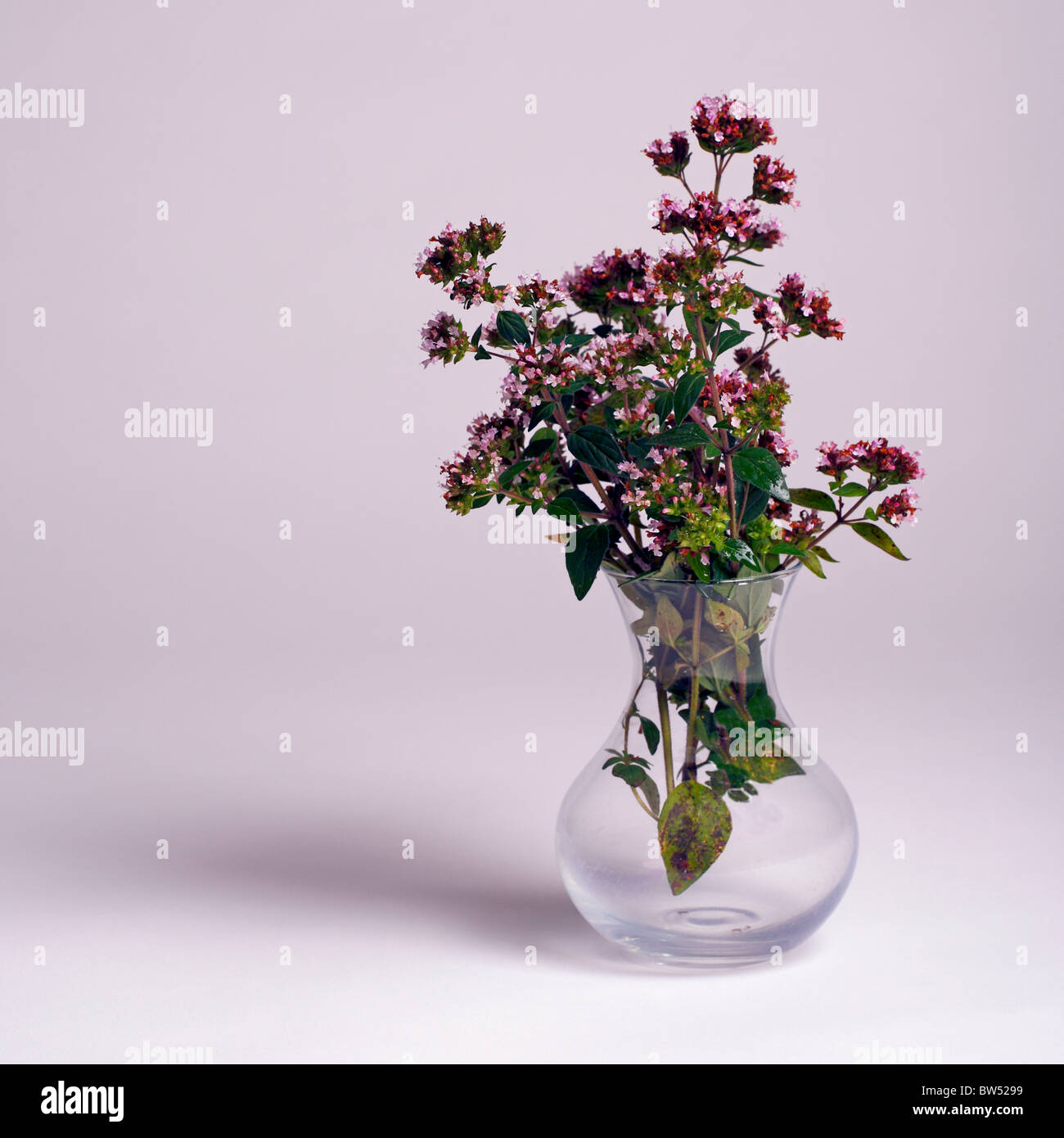 Oregano colour hi-res stock photography and images - Alamy