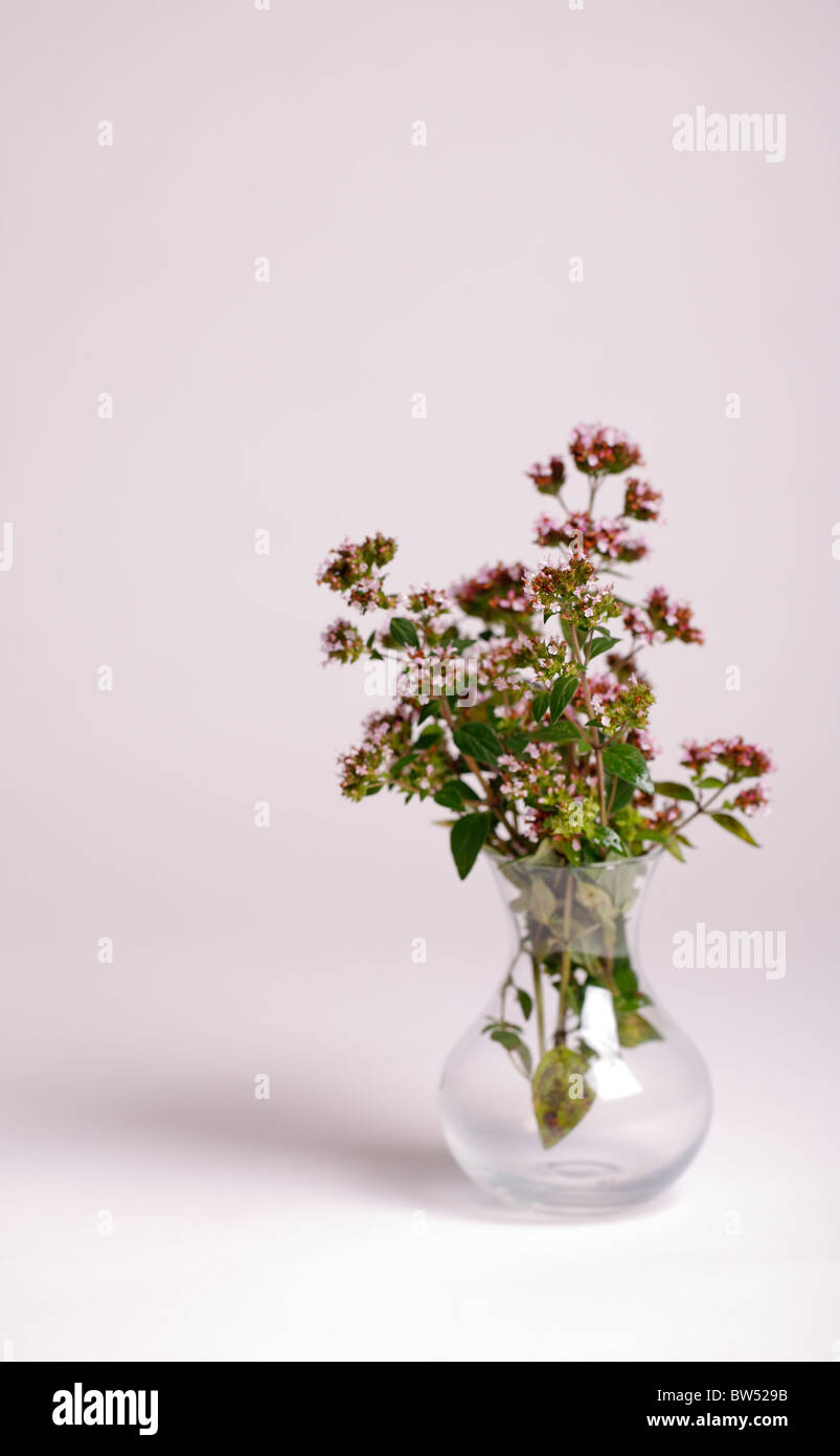 Oregano colour hi-res stock photography and images - Alamy