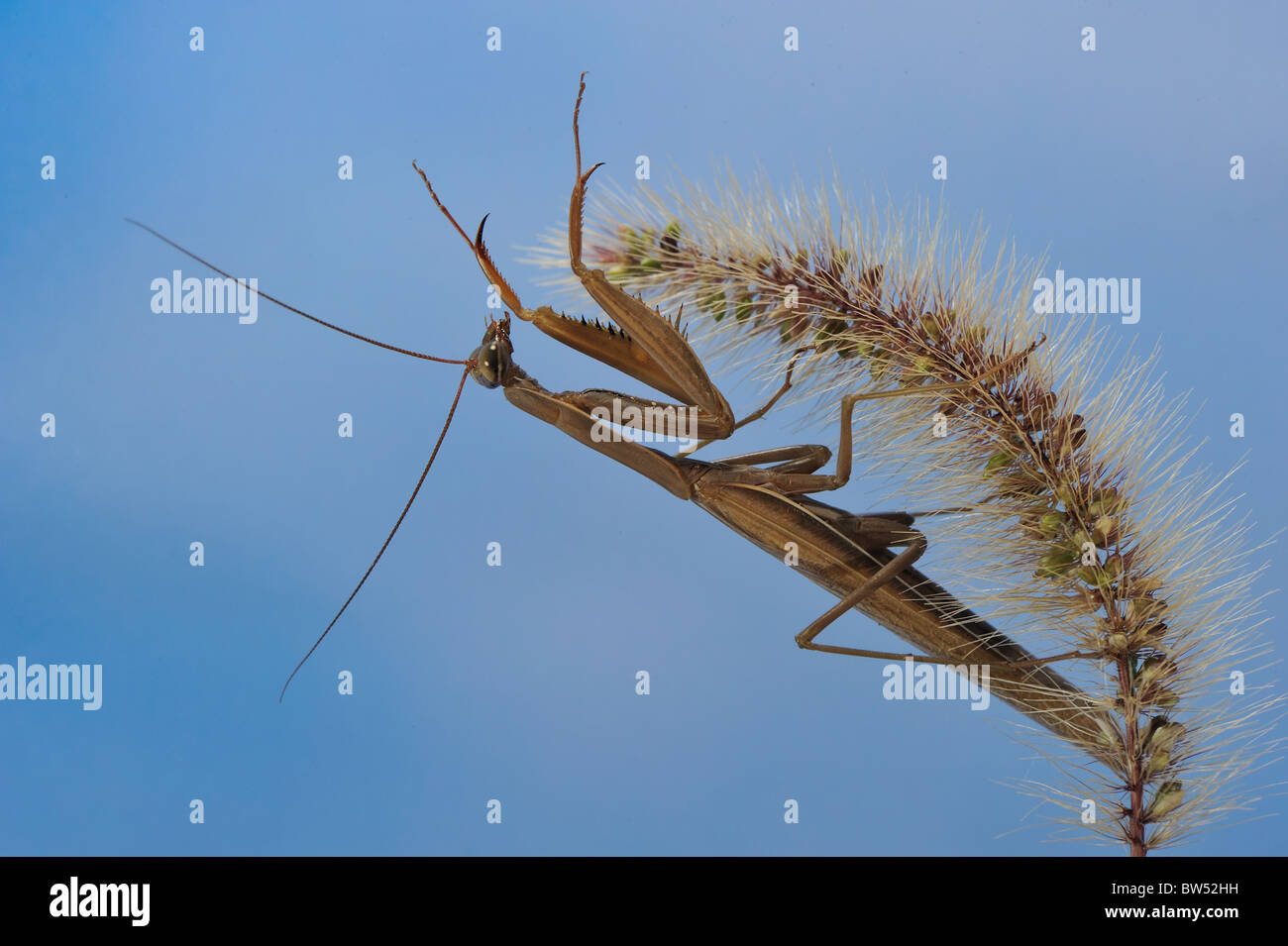 European Praying mantis - European mantis (Mantis religiosa) brown ...