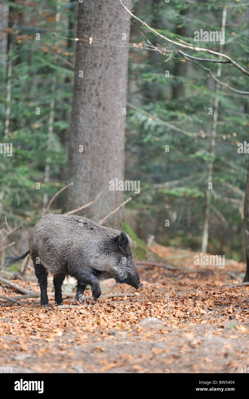 Wild boar (Sus scrofa) male walking Stock Photo - Alamy