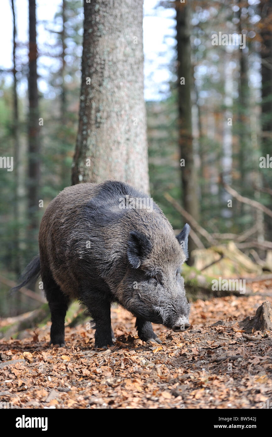 Wild boar (Sus scrofa) big old male Stock Photo - Alamy
