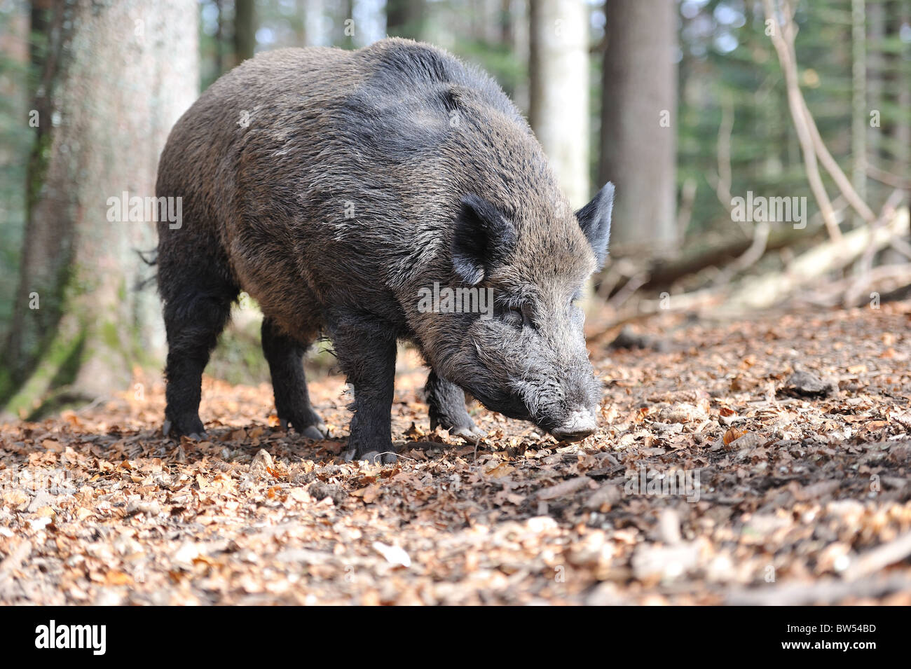 Wild boar (Sus scrofa) big old male looking for food Stock Photo - Alamy
