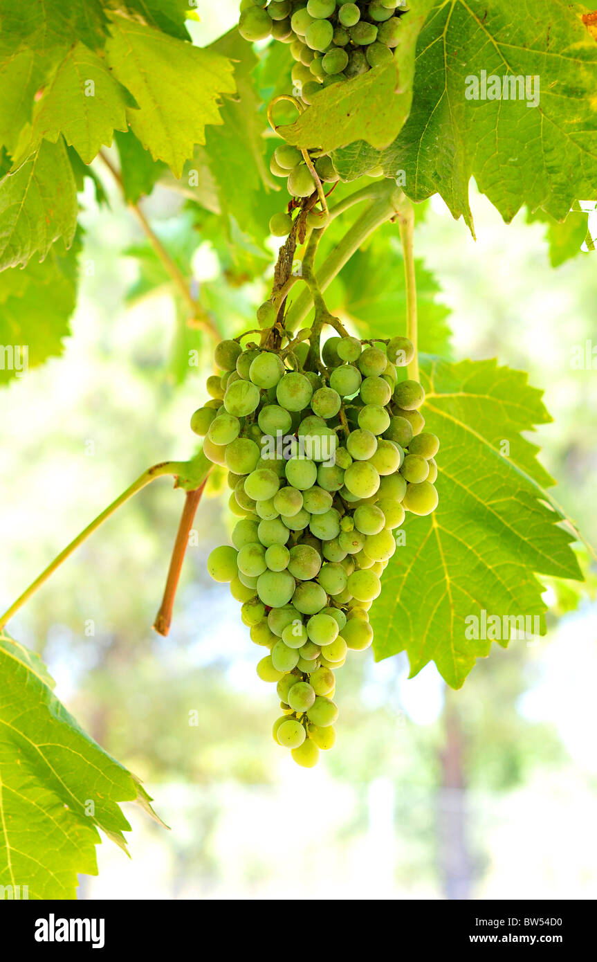 Green grapes on vine in direct sunlight Stock Photo - Alamy