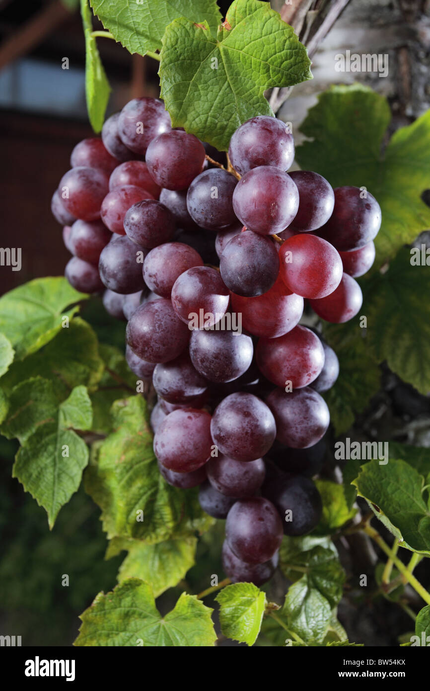 ripe red grape in vineyard Stock Photo - Alamy